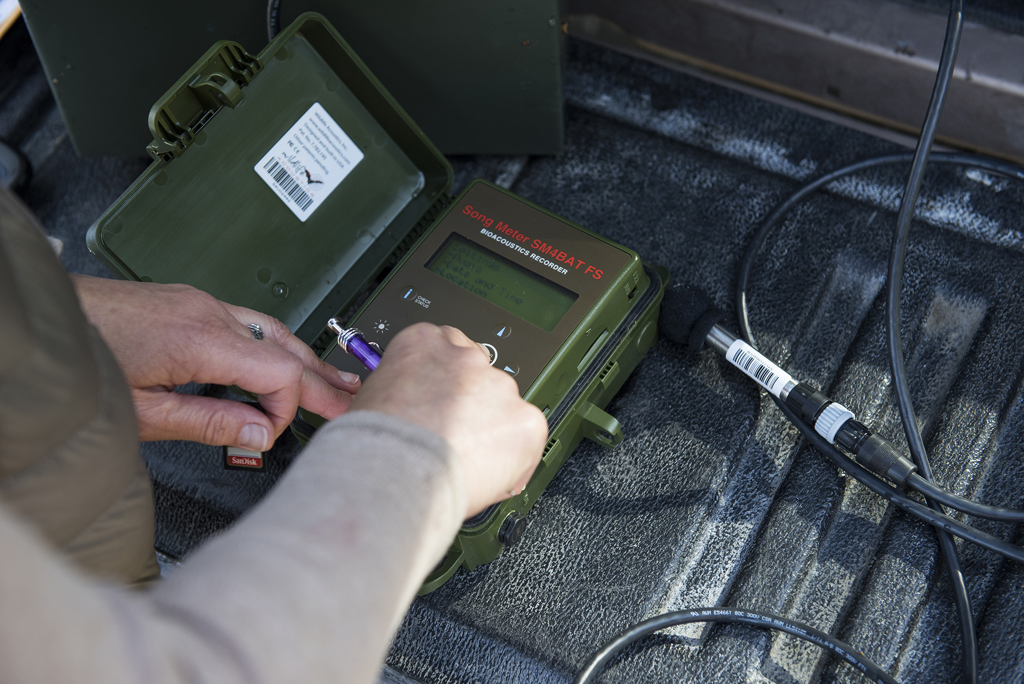 Little Brown Bat Survey | Business Enterprise Institute | University of ...