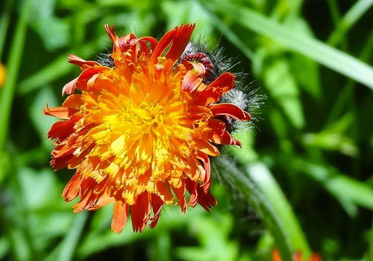 Invasive Plant Species Survey and Remediation | Business Enterprise ...