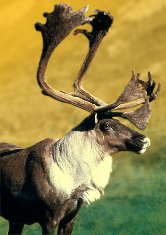 UAA biologist at center of predation and climate change management with ...