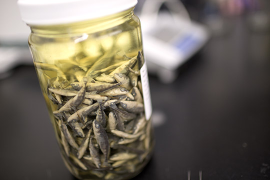 Mercury in the ecosystem; what a threespine stickleback can teach us ...