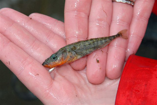 Mercury in the ecosystem; what a threespine stickleback can teach us ...